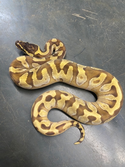 S.EnchiFire$249Shipped Ball Python by Flynn Reptiles