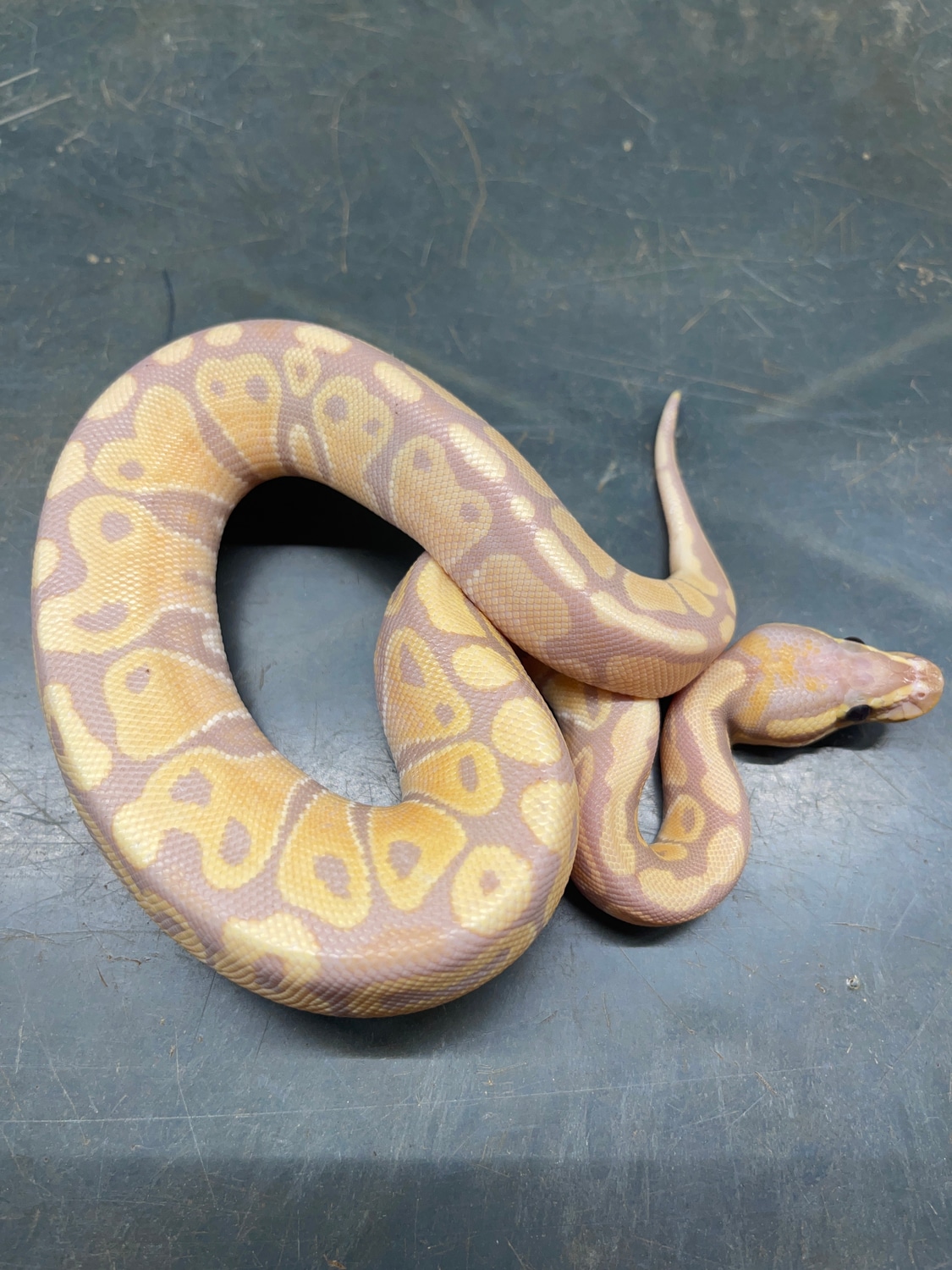 Banana Female Het. Albino Ball Python by Flynn Reptiles - MorphMarket