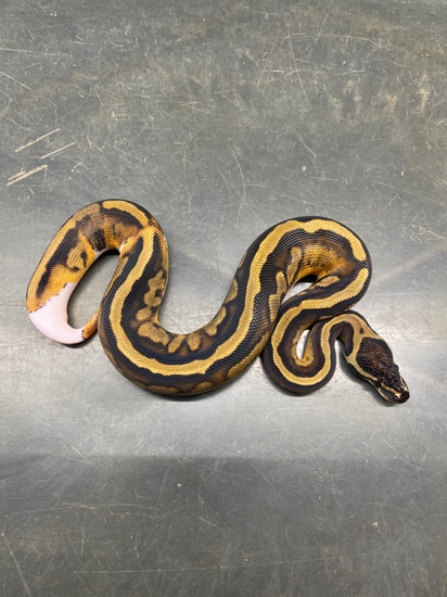 PiedFemale$349Shipped Ball Python by Flynn Reptiles