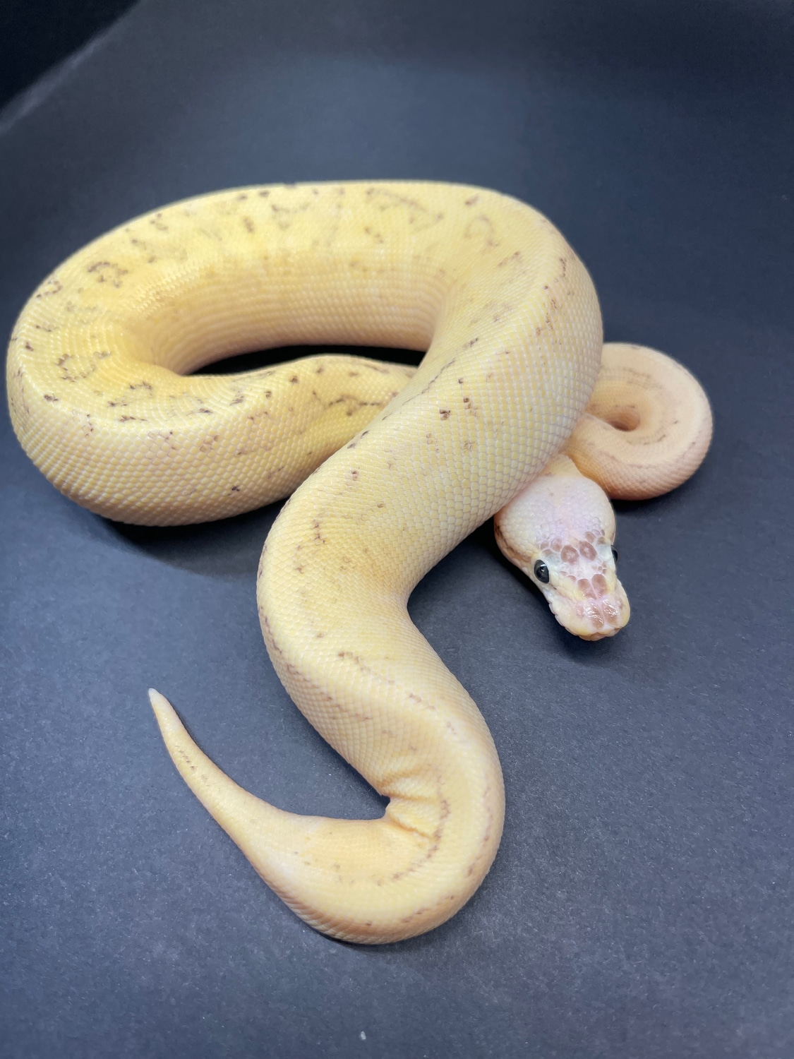 DragonFly Calico Y.B. Ball Python by Flynn Reptiles - MorphMarket