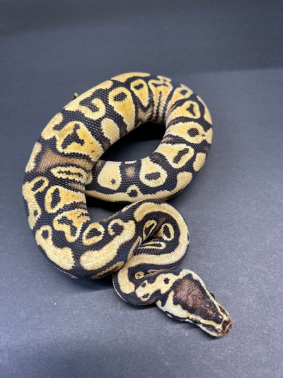 LODYB$225 Shipped! Ball Python by Flynn Reptiles