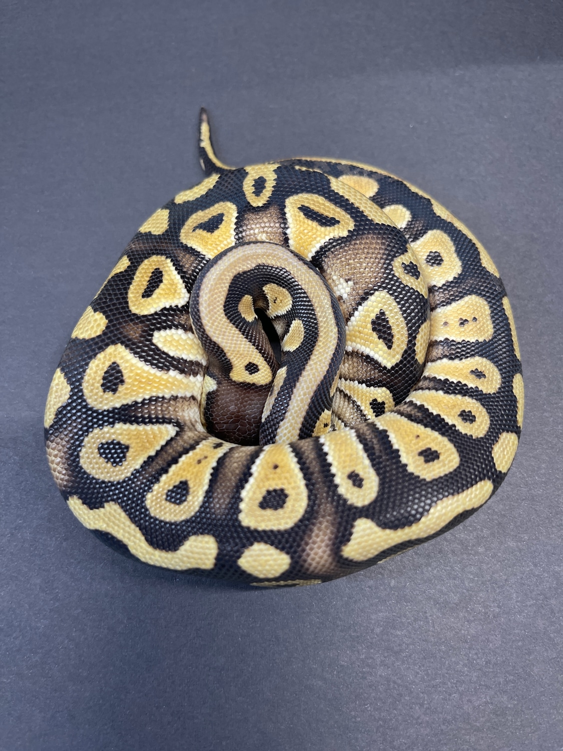 Lemon Phantom Ball Python by Flynn Reptiles - MorphMarket