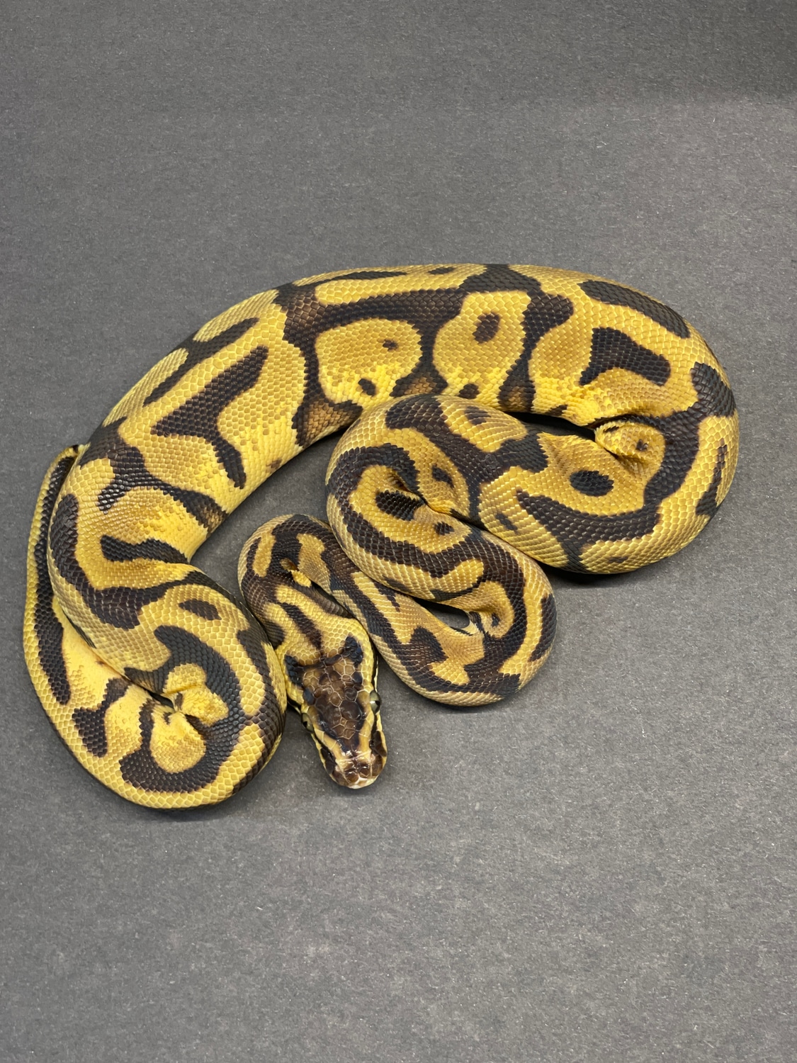 $199 Shipped! Ball Python by Flynn Reptiles - MorphMarket