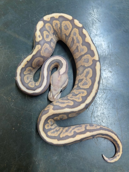 Black Pastel Fire Spot Nose Hypo P.H. DG Ball Python by Flynn Reptiles
