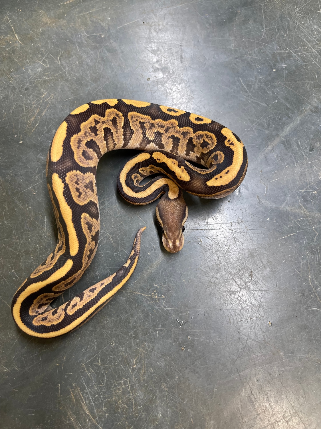 Black Pastel Fire P.H. DG Ball Python by Flynn Reptiles - MorphMarket