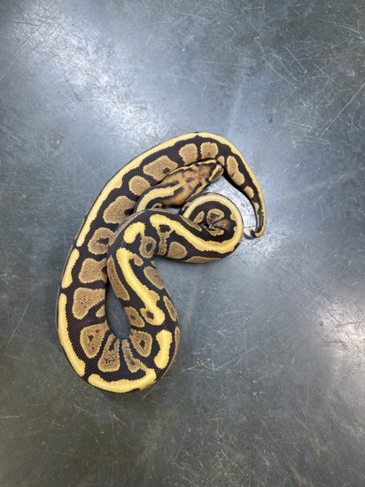 Black Pastel Fire Spot Nose P.H. DG Ball Python by Flynn Reptiles