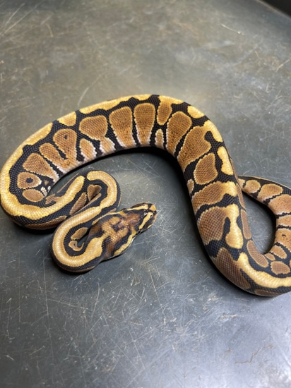 SpotNose P.H. DG Ball Python by Flynn Reptiles