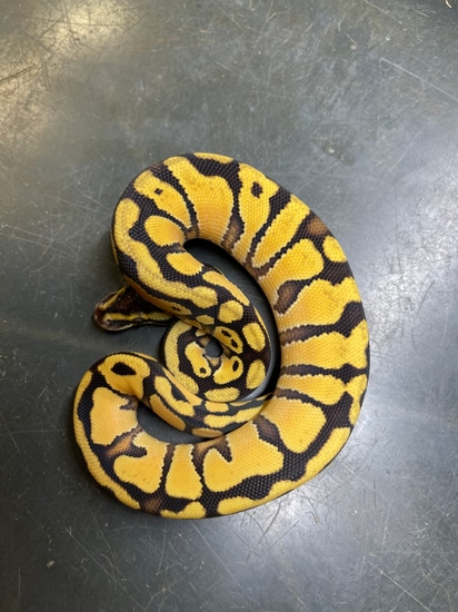 Lemon Pastel Enchi Ball Python by Flynn Reptiles