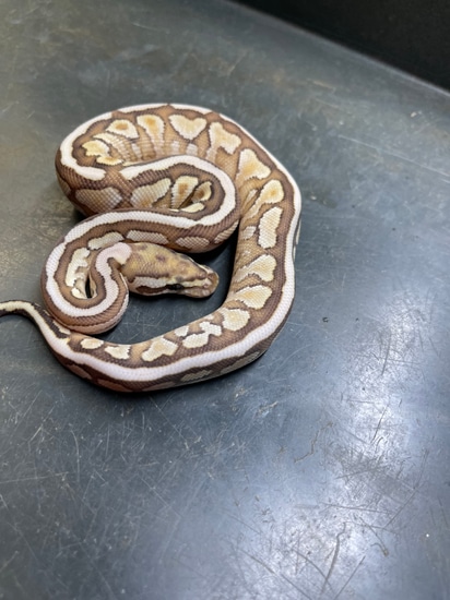 Butter Spotnose Vanilla Female Ball Python by Flynn Reptiles