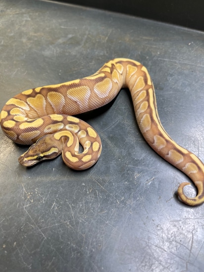 Butter Enchi Ball Python by Flynn Reptiles