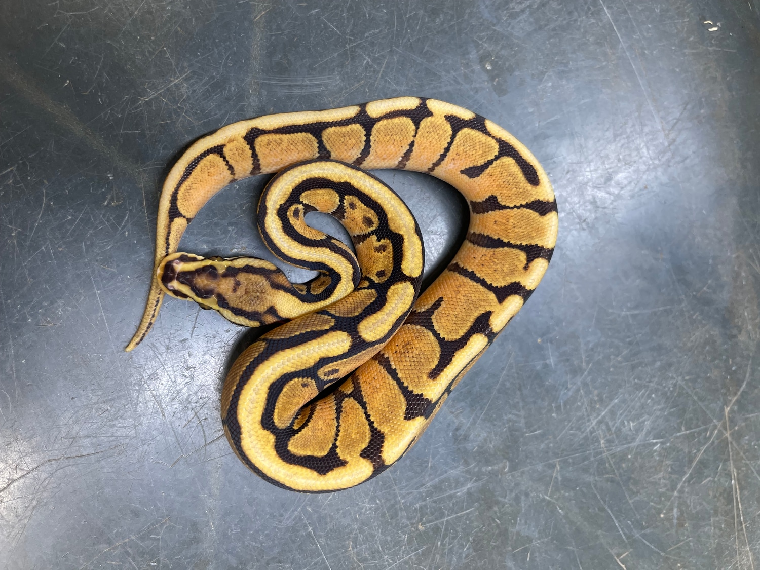 Vanilla SpotNose Ball Python by Flynn Reptiles - MorphMarket