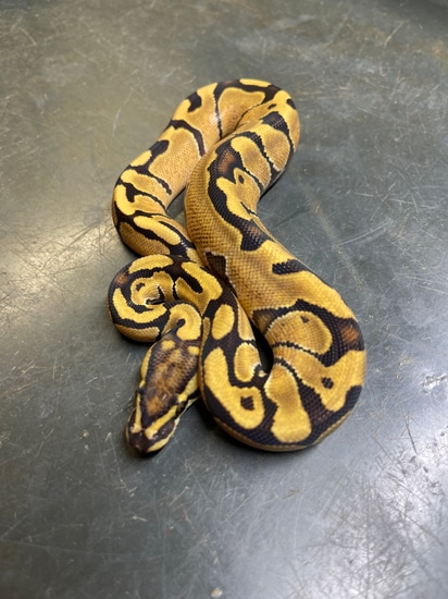 Vanilla SpotNose Enchi Ball Python by Flynn Reptiles