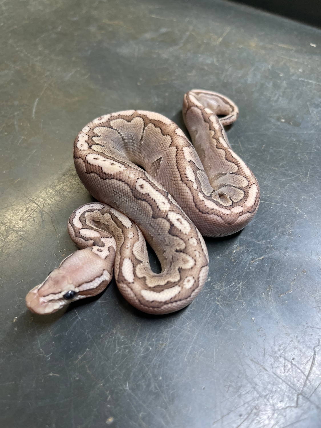 Bamboo Enchi Ball Python by Flynn Reptiles - MorphMarket