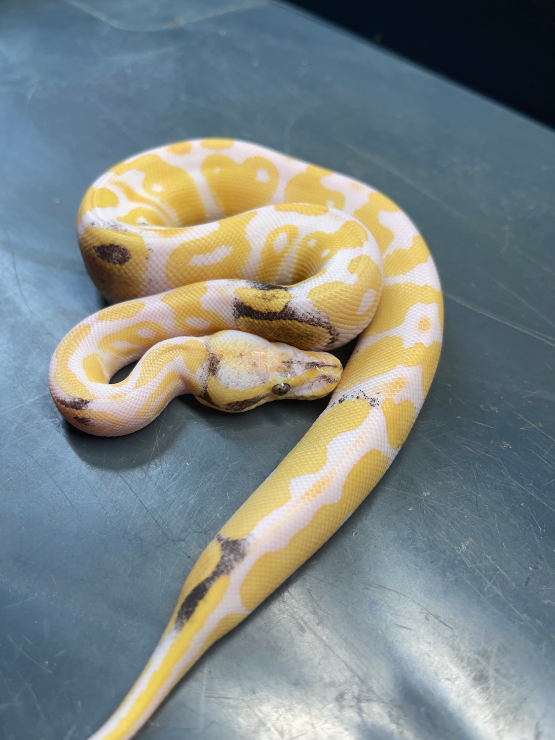 AlbinoP.H. Pied ParaDox!! Ball Python by Flynn Reptiles - MorphMarket