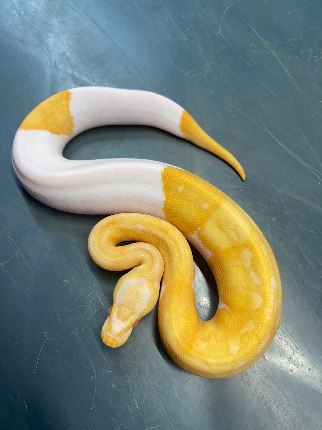 Albino Pied Ball Python by Flynn Reptiles - MorphMarket