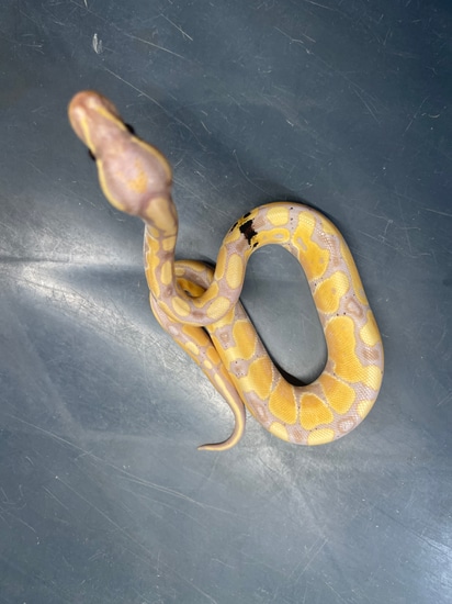 Banana ParaDox Ball Python by Flynn Reptiles