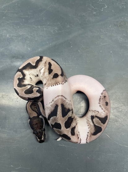 GCR Axanthic Pied Ball Python by Flynn Reptiles