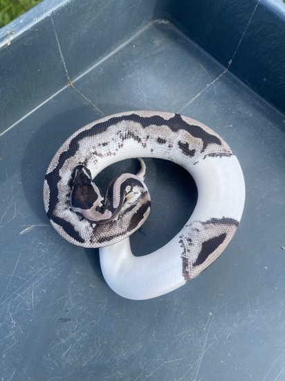 Lightning Pied GCR Axanthic Ball Python by Flynn Reptiles