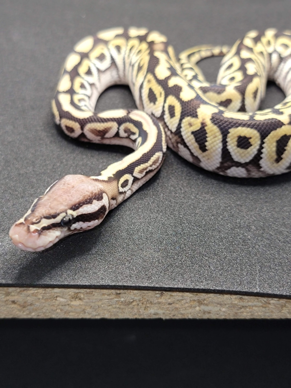 Pastel Spotnose Mojave Ball Python by Pocket Balls - MorphMarket