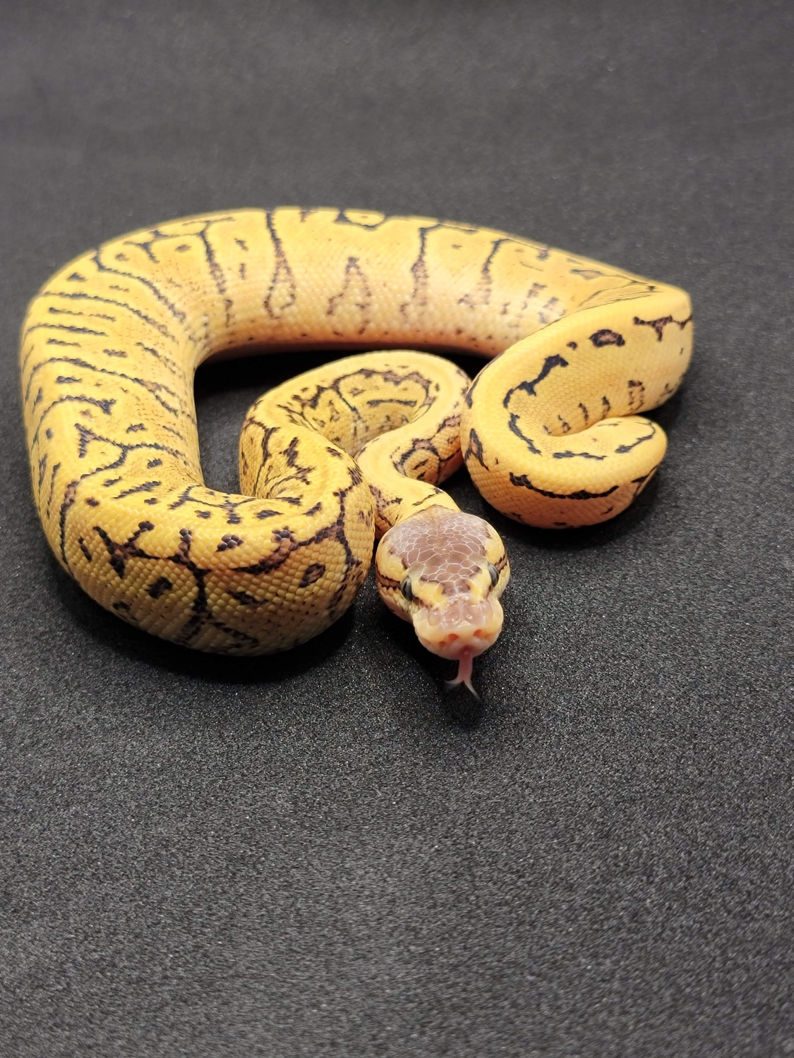 Lemon Blast Yb Ball Python by Pocket Balls - MorphMarket