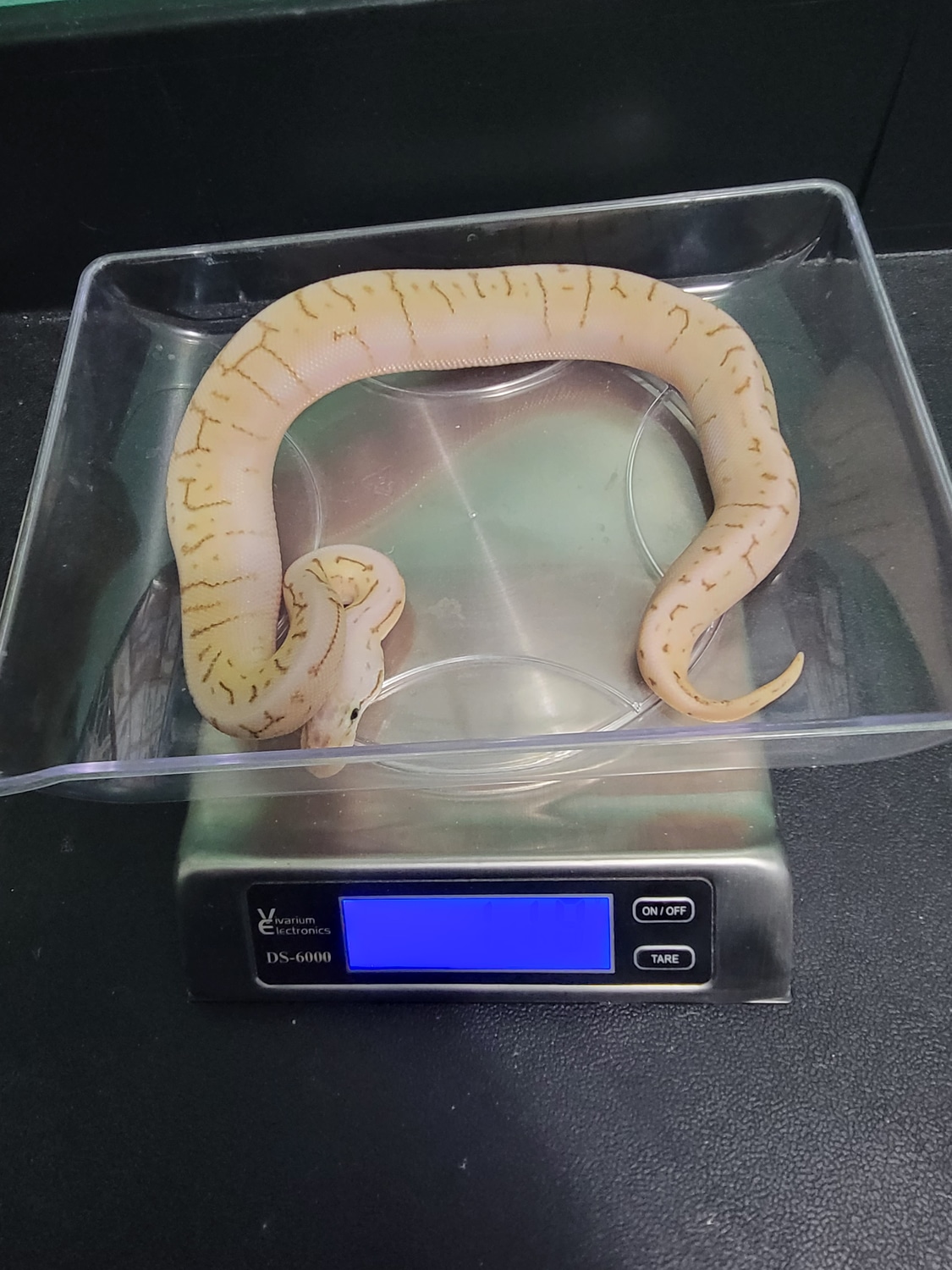 Queenspin Ball Python by Pocket Balls - MorphMarket