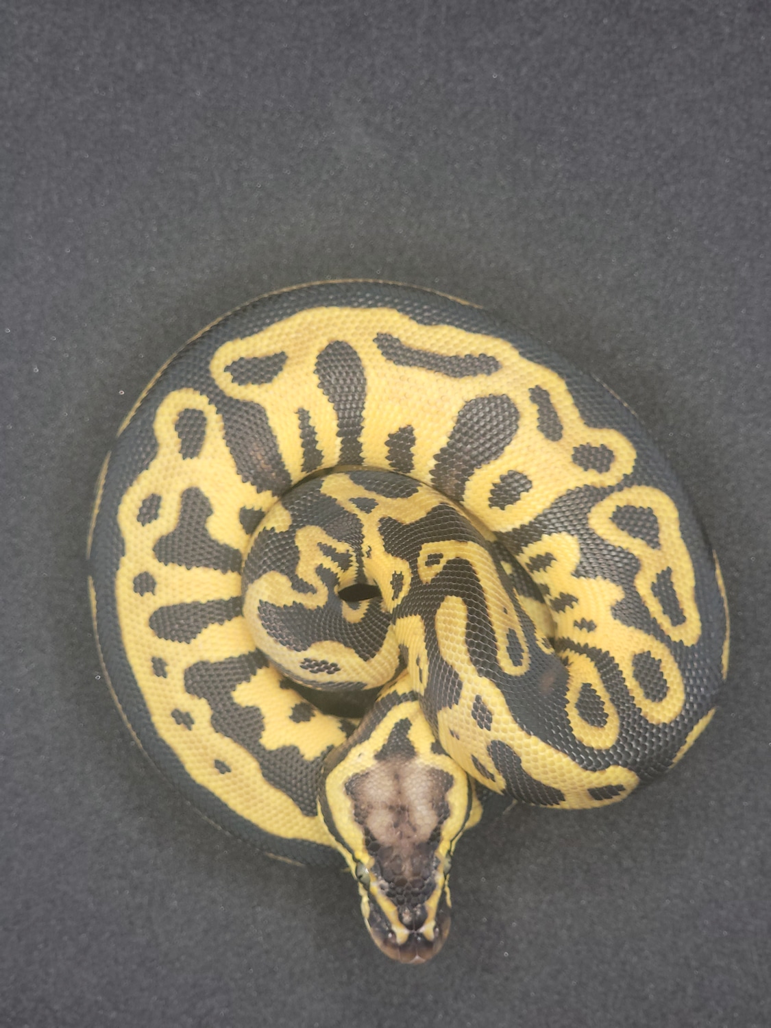 Pastel Leopard 100% Het Clown Ball Python by Pocket Balls - MorphMarket