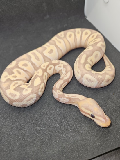 Banana Mojave Ball Python by Pocket Balls