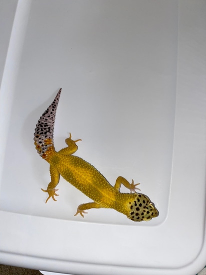 PET ONLY Lemon Frost Leopard Gecko by Mebanite Geckos