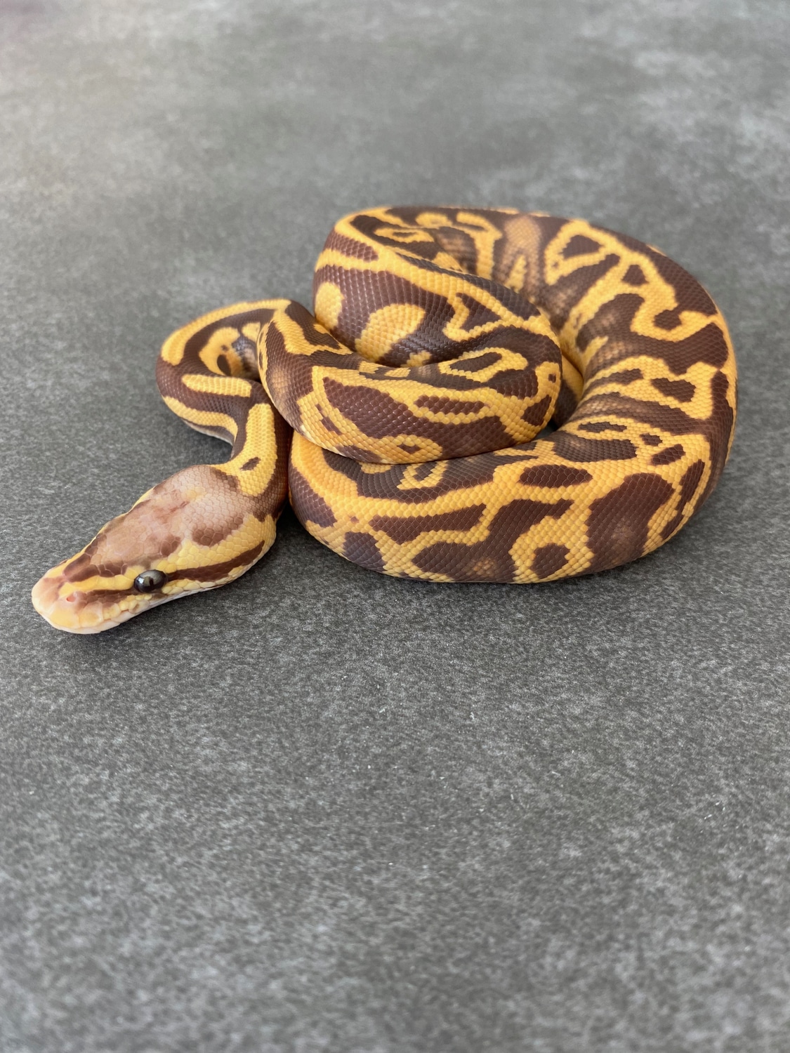 Leopard Pastel Ultramel 100% Het Pied Ball Python by Mebo_Reptiles ...