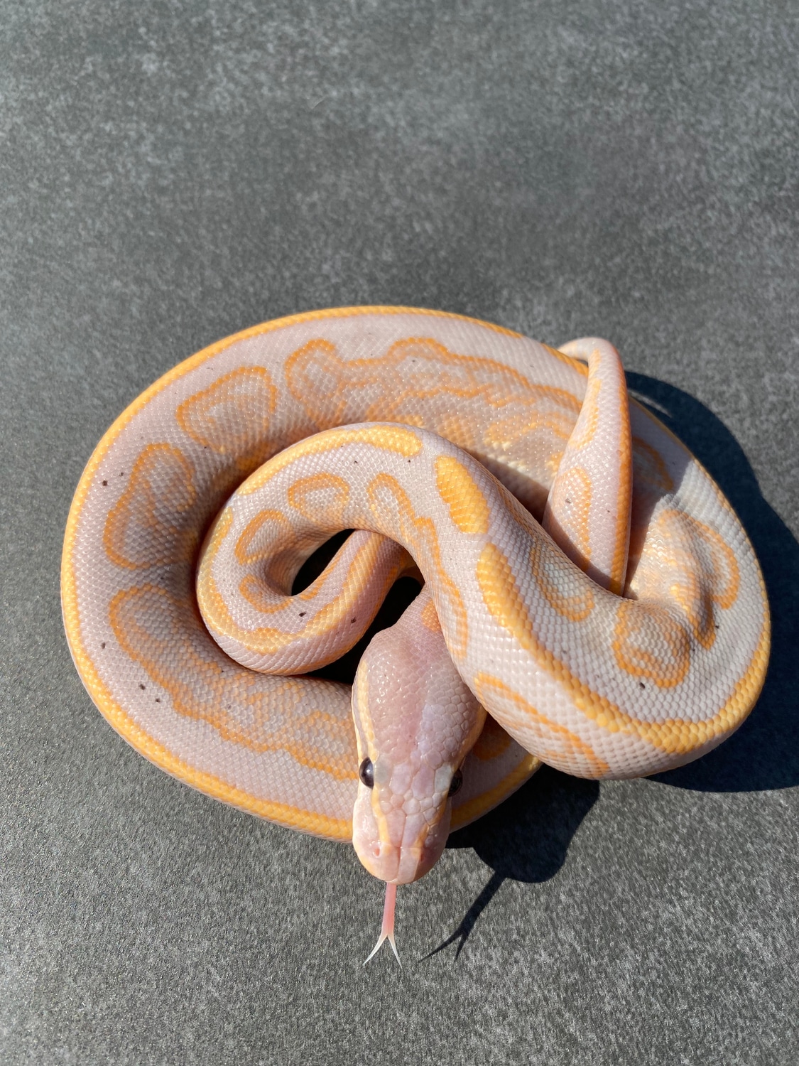 Banana Black Pastel 50% Het Pied 50% Het Orange Ghost Ball Python by ...