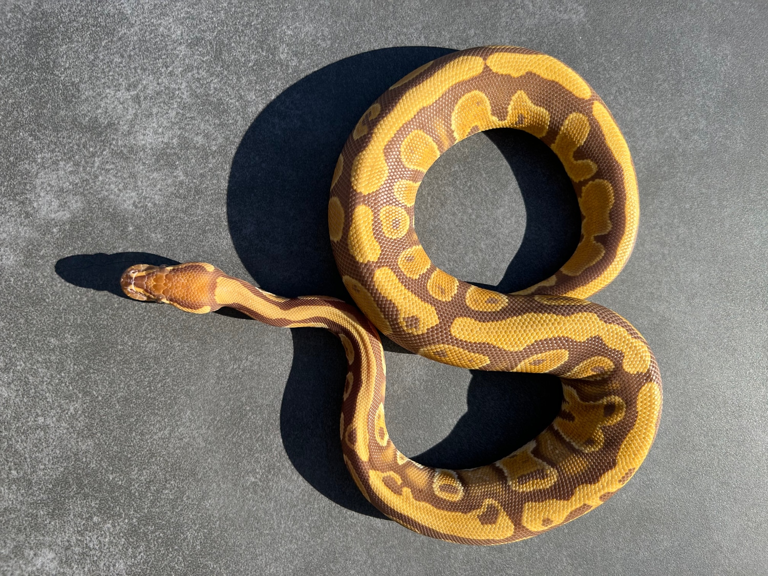 Ultramel 100% Het Pied Ball Python by Mebo_Reptiles - MorphMarket