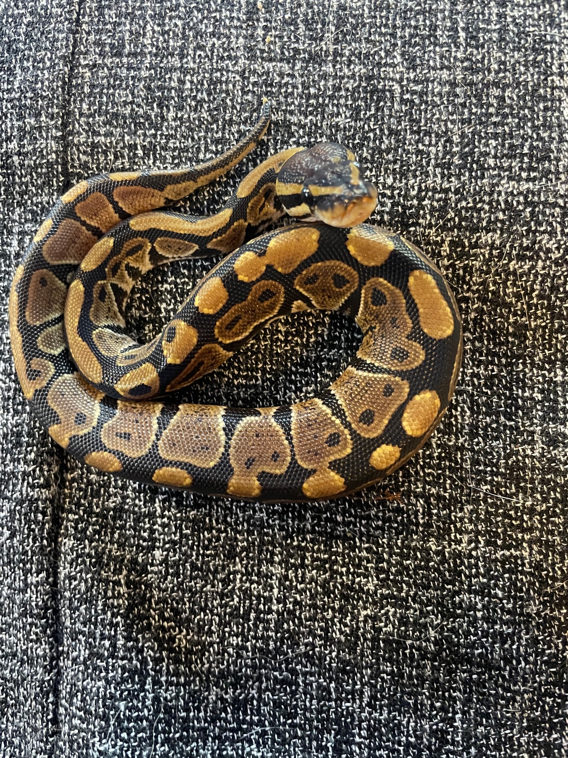 Granite Poss Het Albino Poss Het Pied Ball Python by Mary Python and ...