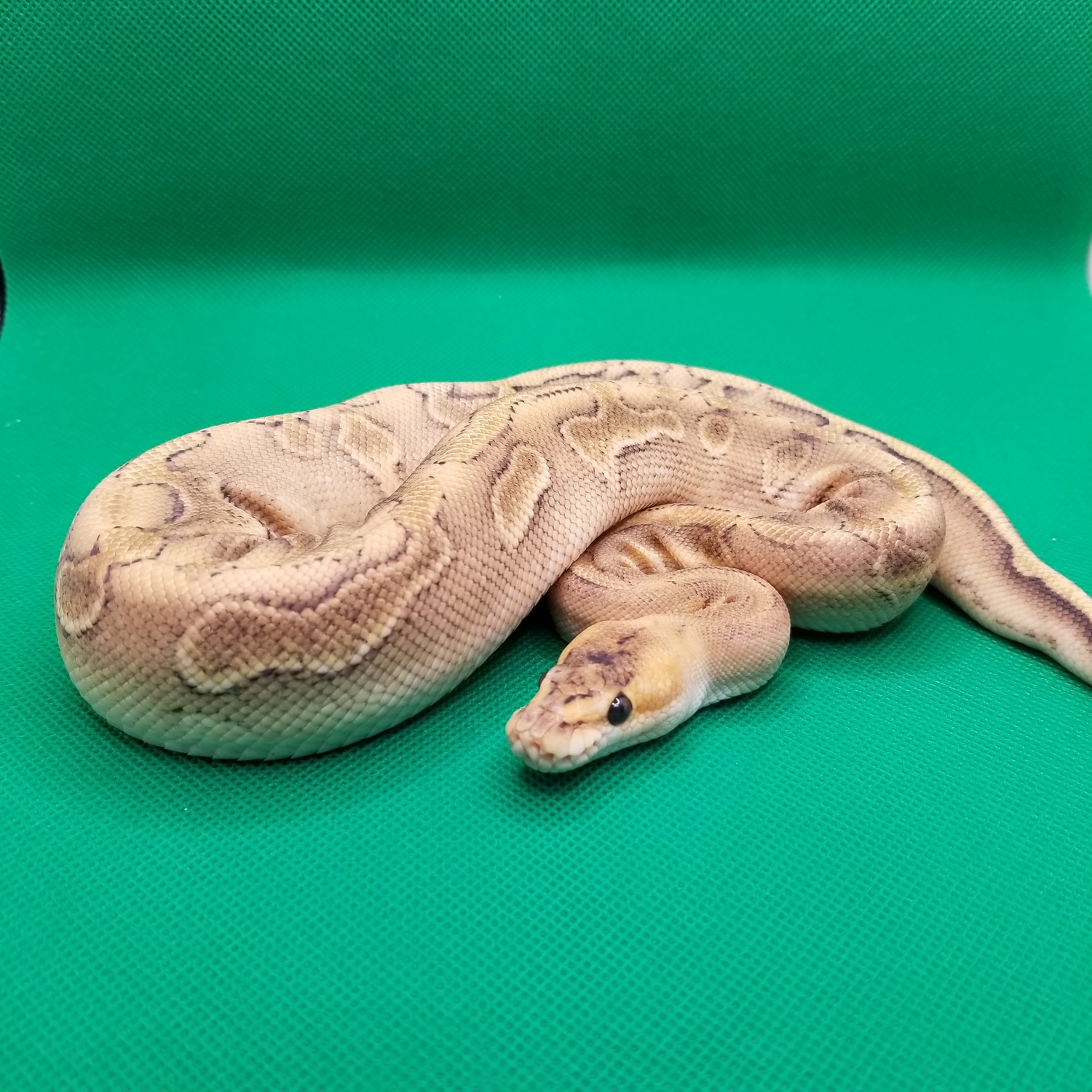 Champagne Enchi Ball Python by Cold Fire Exotics - MorphMarket