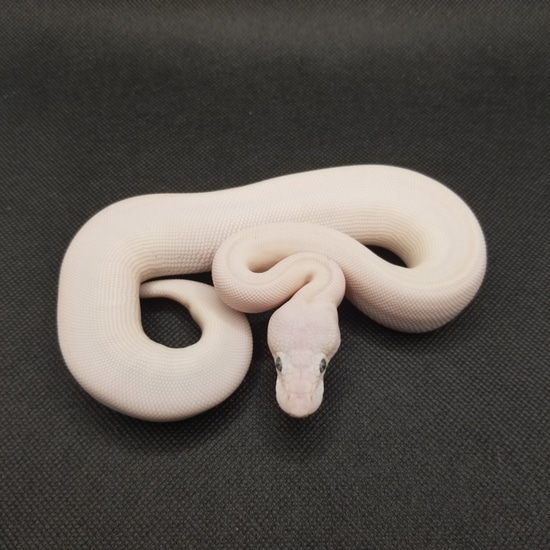 Mojave Lesser ( Blue Eyed Lucy) Ball Python by Cold Fire Exotics