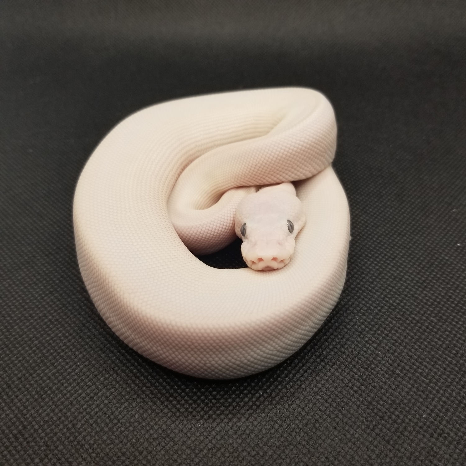 Mojave Lesser (Blue Eyed Lucy) Ball Python by Cold Fire Exotics ...