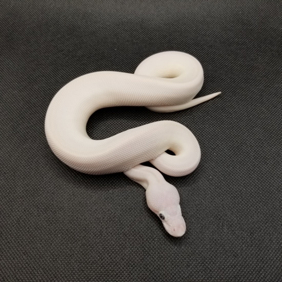 Mojave Lesser (Blue Eyed Lucy) Ball Python by Cold Fire Exotics
