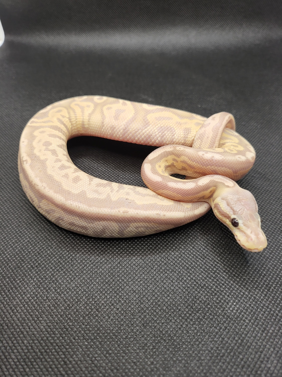 Black Pastel Banana Ball Python by Cold Fire Exotics - MorphMarket