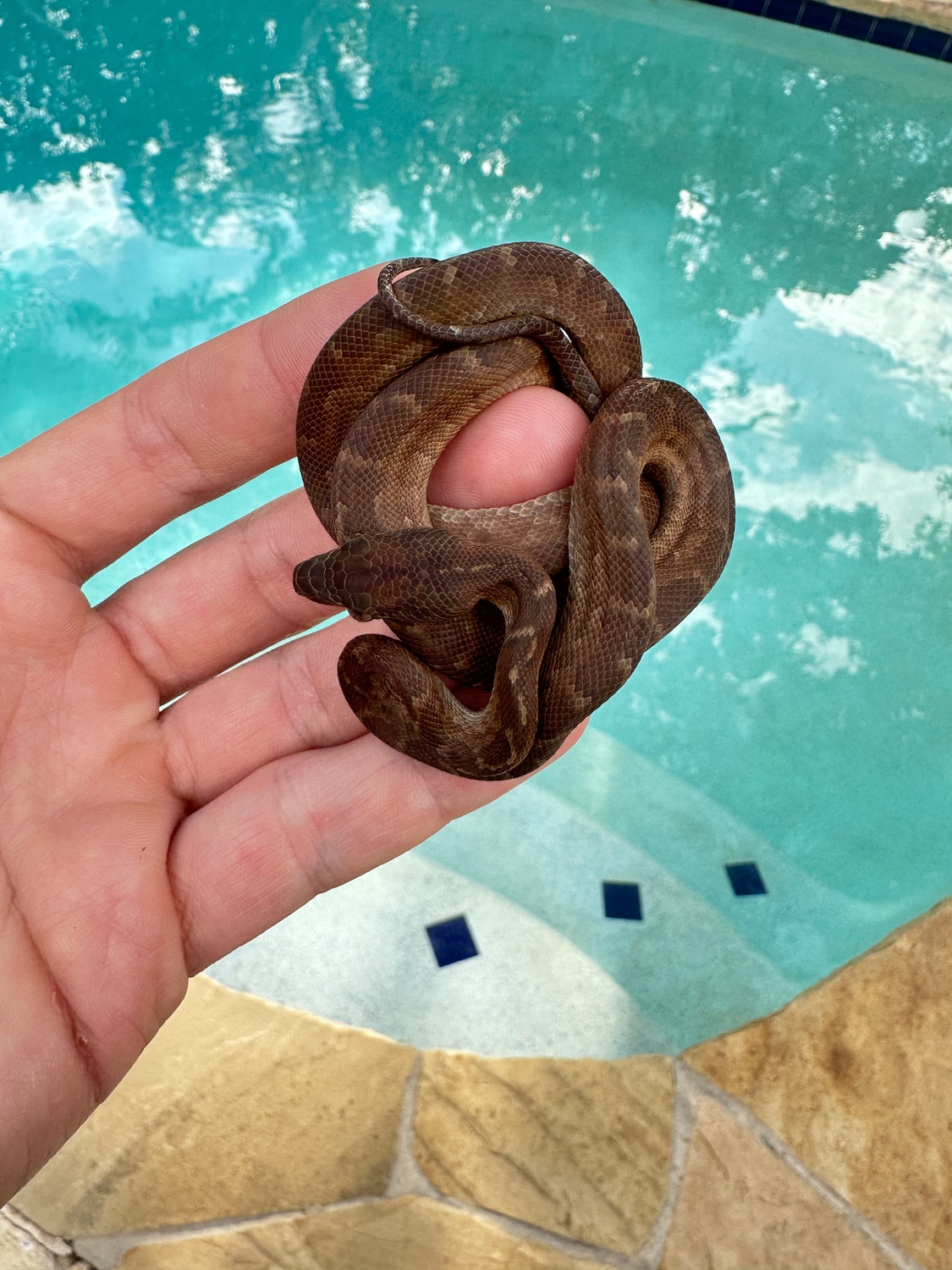 Dominican Red Mountain Boa Hispaniolan boa by Medusa Pythons - MorphMarket