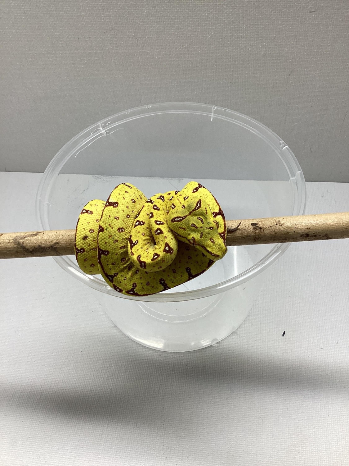 Aru/biak Green Tree Python by Medusas reptile room - MorphMarket