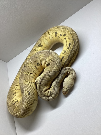 Killer Clown Ball Python by Medusas reptile room