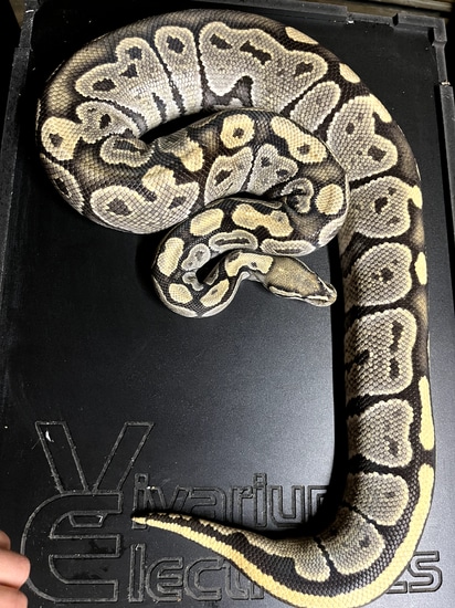 Orange Ghost Het Caramel Ball Python by Medusa’s Lair