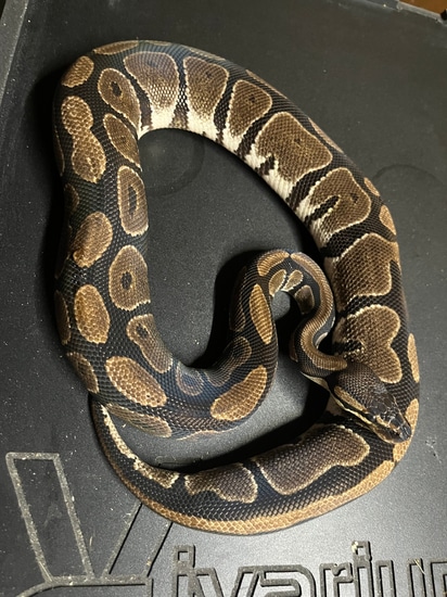 Normal Ball Python by Medusa’s Lair
