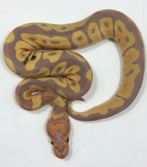Banana Clown Ball Python by Medusa's Morphs - MorphMarket