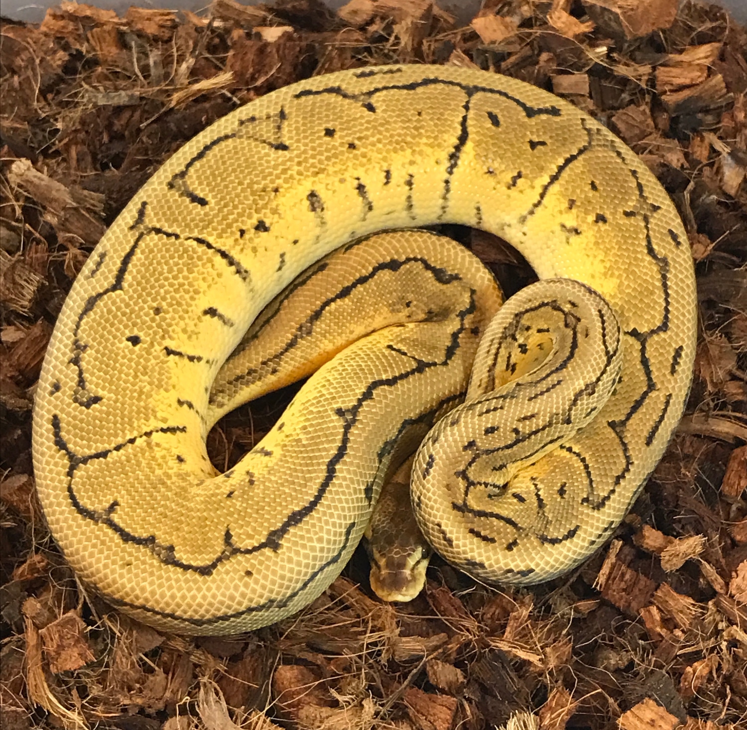 LemonBlast Double Het Orange Ghost / Pied Ball Python by Medusa's ...