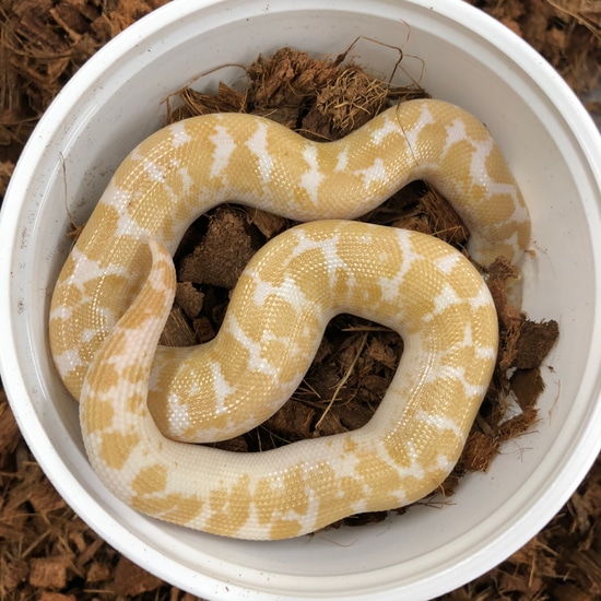 Snow Splash Kenyan Sand Boa by Medusa's Morphs