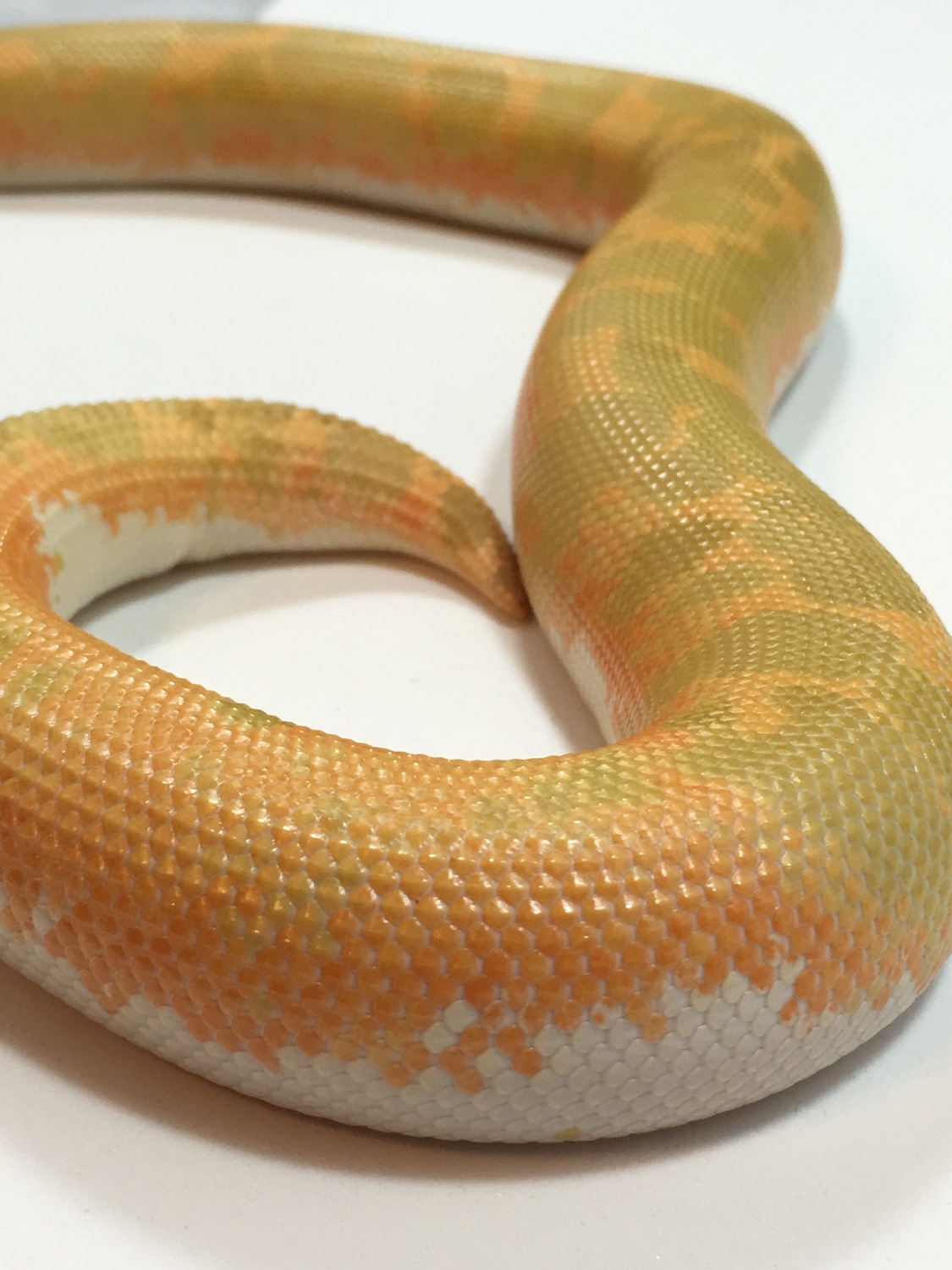 Albino Splash Kenyan Sand Boa by Medusa's Morphs - MorphMarket