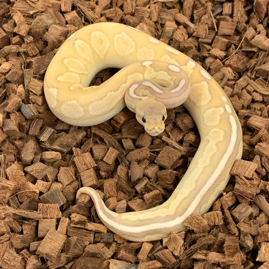 Pewter Banana Fire Enchi Lesser Ball Python by Medusa's Morphs
