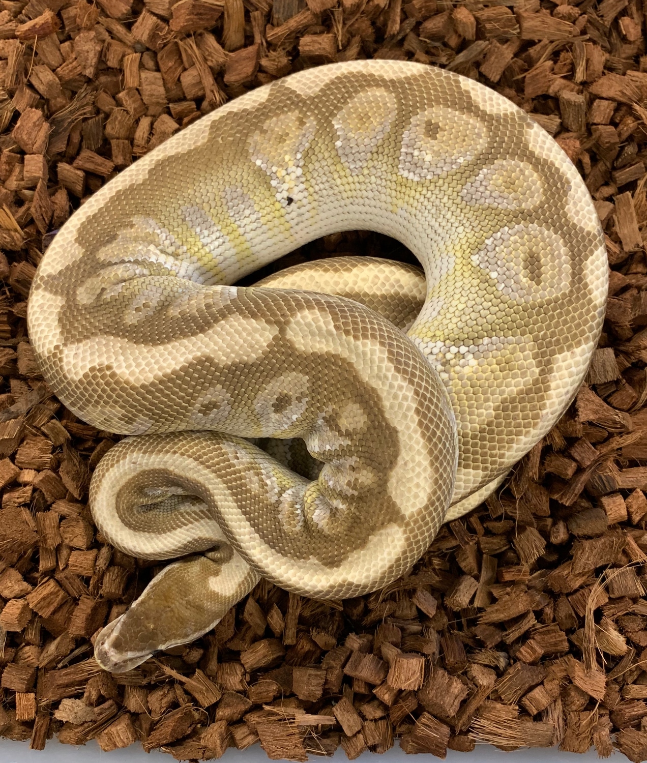Soul Sucker Ball Python by Medusa's Morphs - MorphMarket