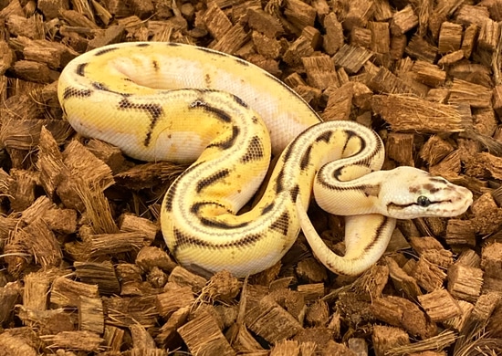 Bee Gstripe Ball Python by Medusa's Morphs