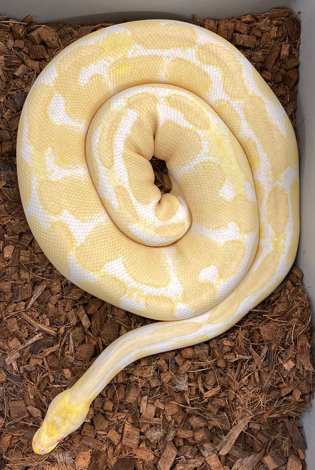Albino Ball Python by Medusa's Morphs - MorphMarket